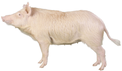 Miniature Swine Book of Normals | Sinclair Bio Resources